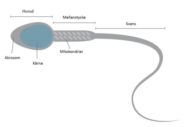 Spermier - Fertilitetsråd.se